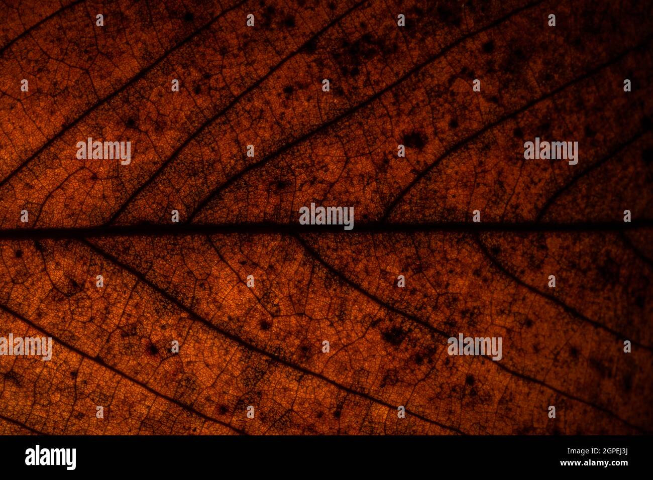 Macro background, dried leaf pattern Stock Photo - Alamy