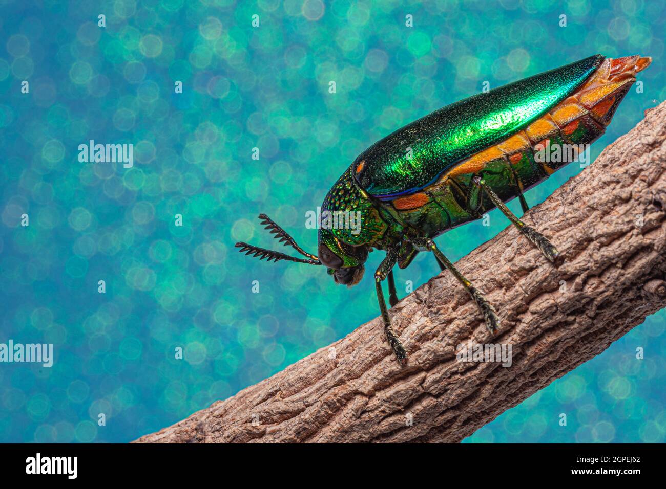 Jewel beetle buprestidae leaf hi-res stock photography and images - Alamy