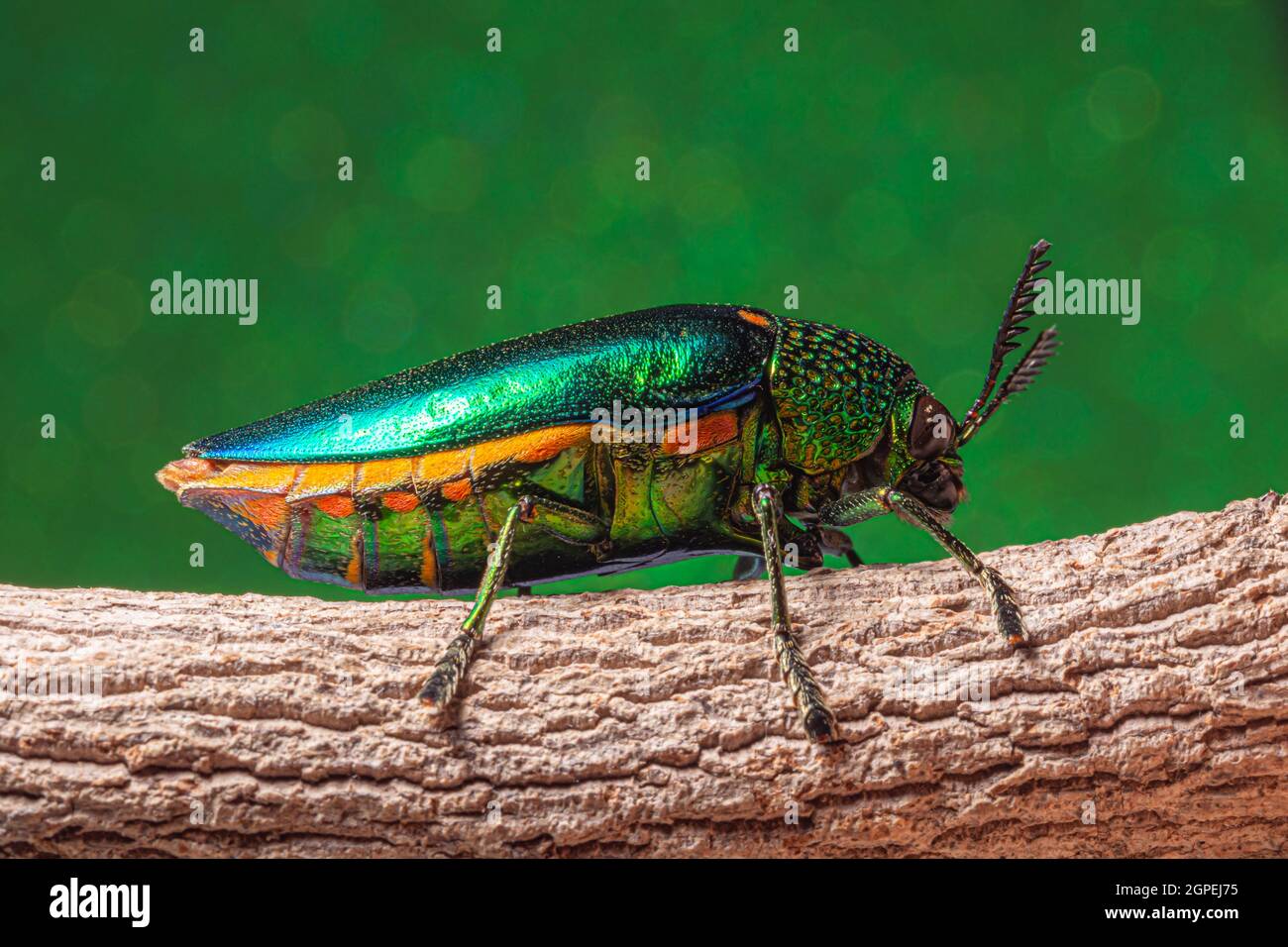 Buprestidae wings hi-res stock photography and images - Alamy