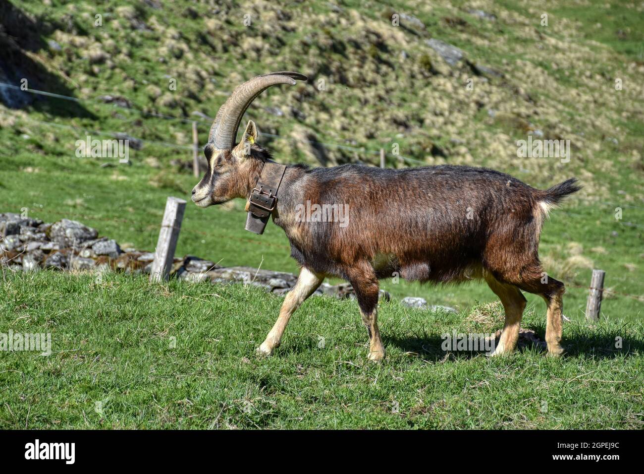 Pinzgauer Ziege, Ziege, Gebirgsziege, Horn, Hörner, Ziegenbock ...
