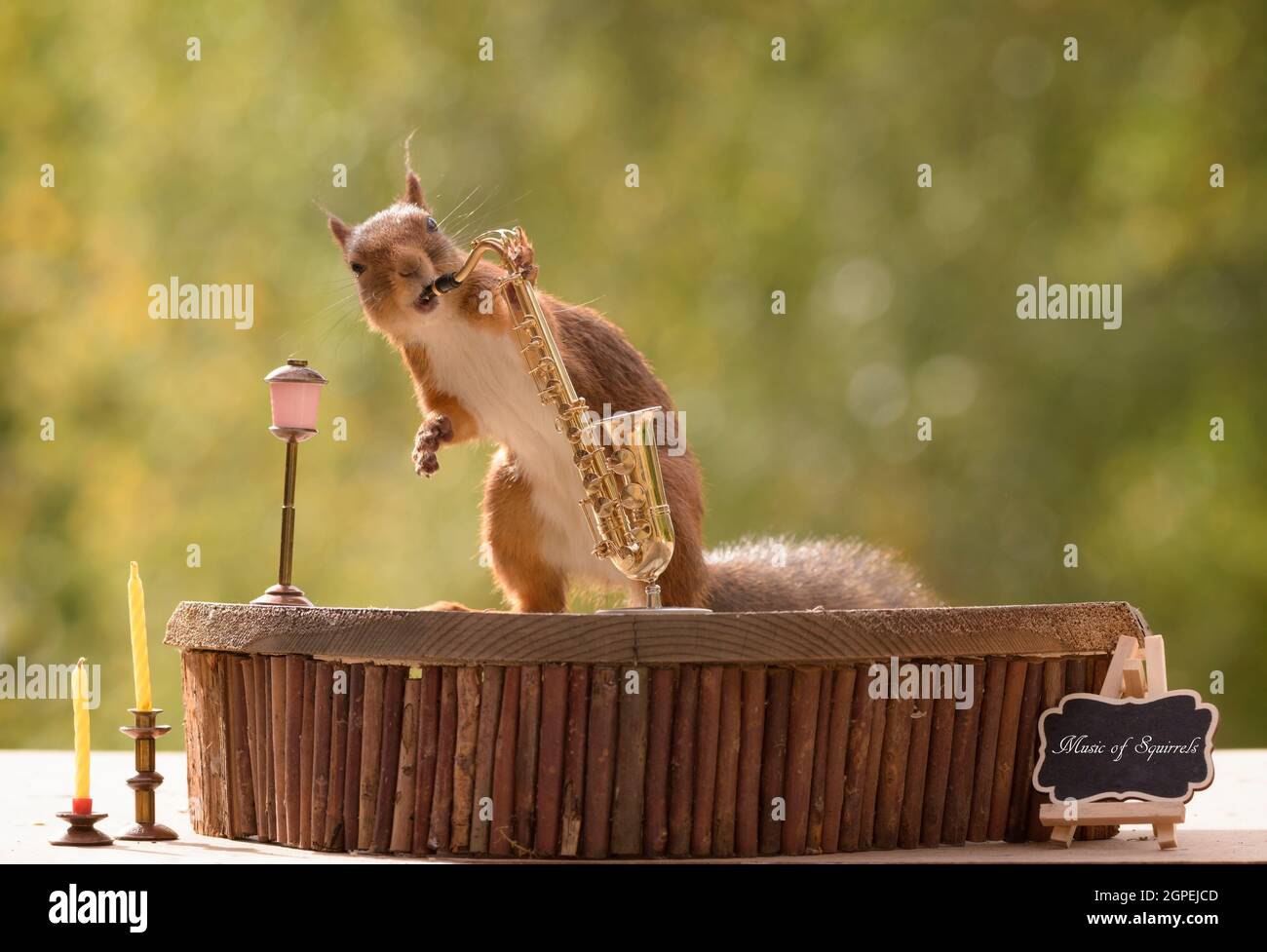red squirrel with a saxophone in mouth Stock Photo - Alamy