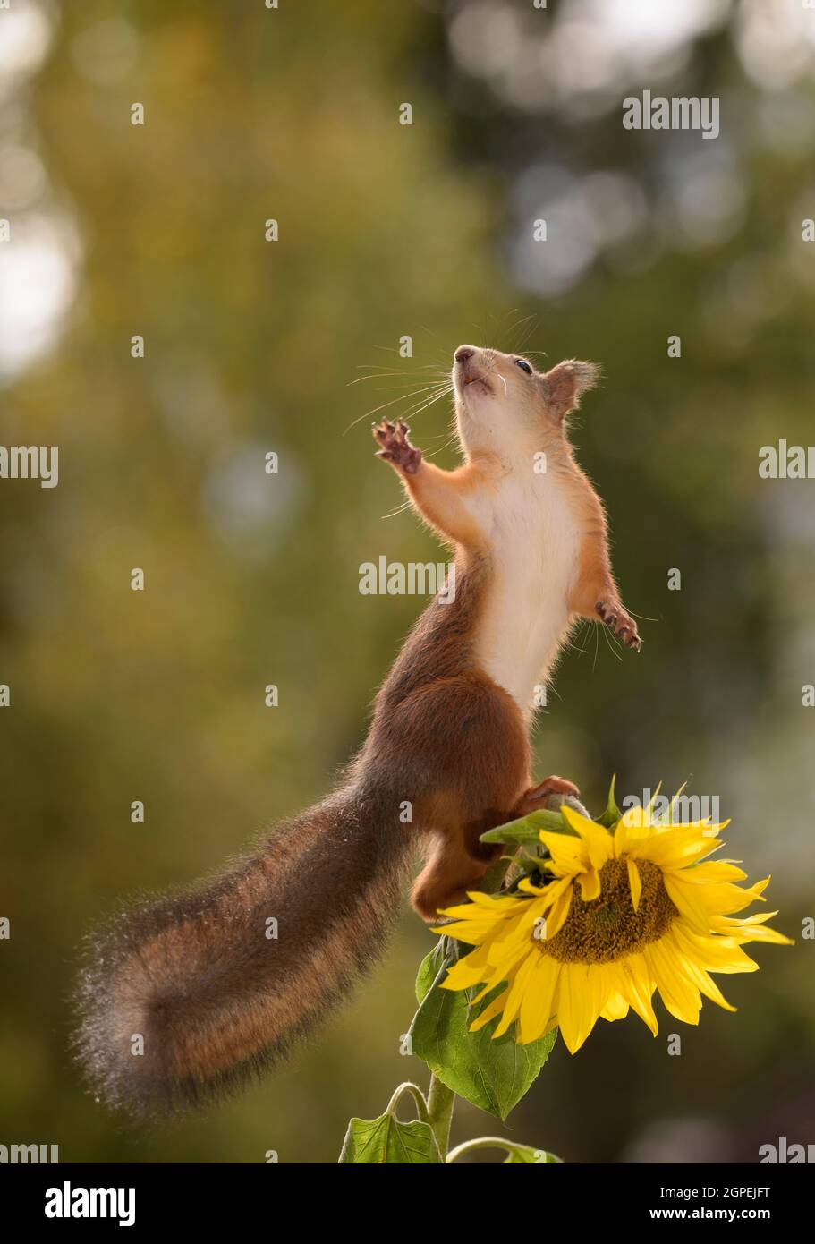 Red squirrel is standing on a sunflower hi-res stock photography and ...