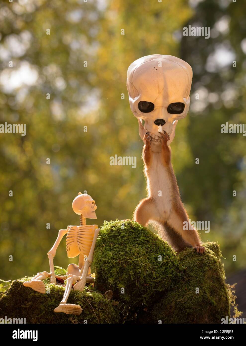 Squirrel skull hi-res stock photography and images - Alamy