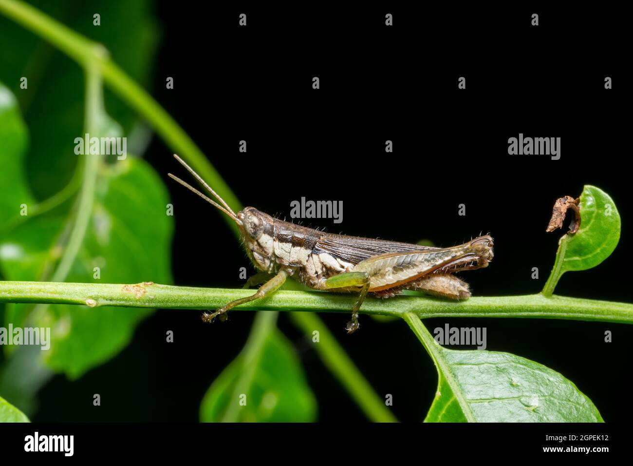 Take a close up grasshopper Stock Photo - Alamy