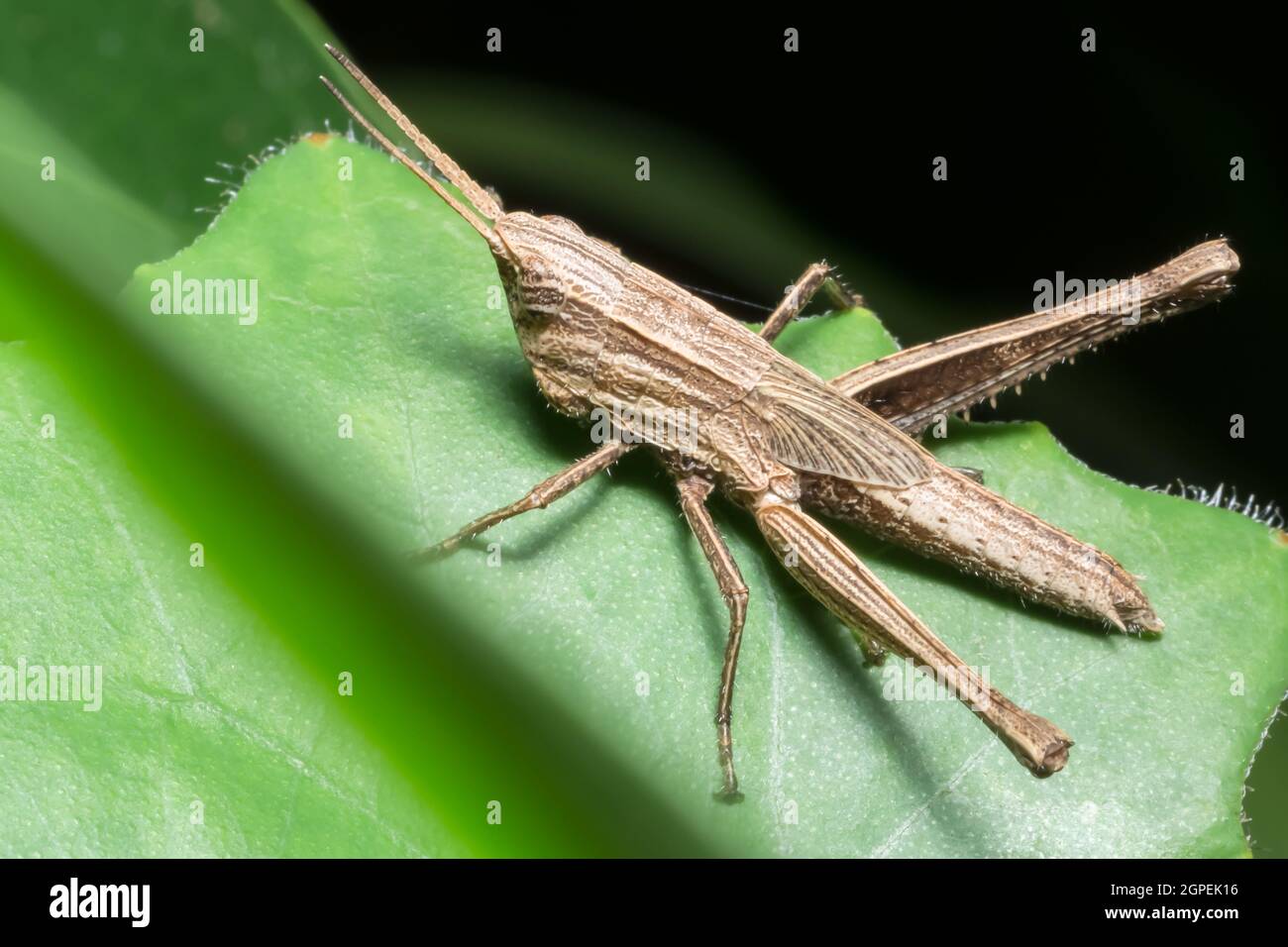 Take a close up grasshopper Stock Photo - Alamy