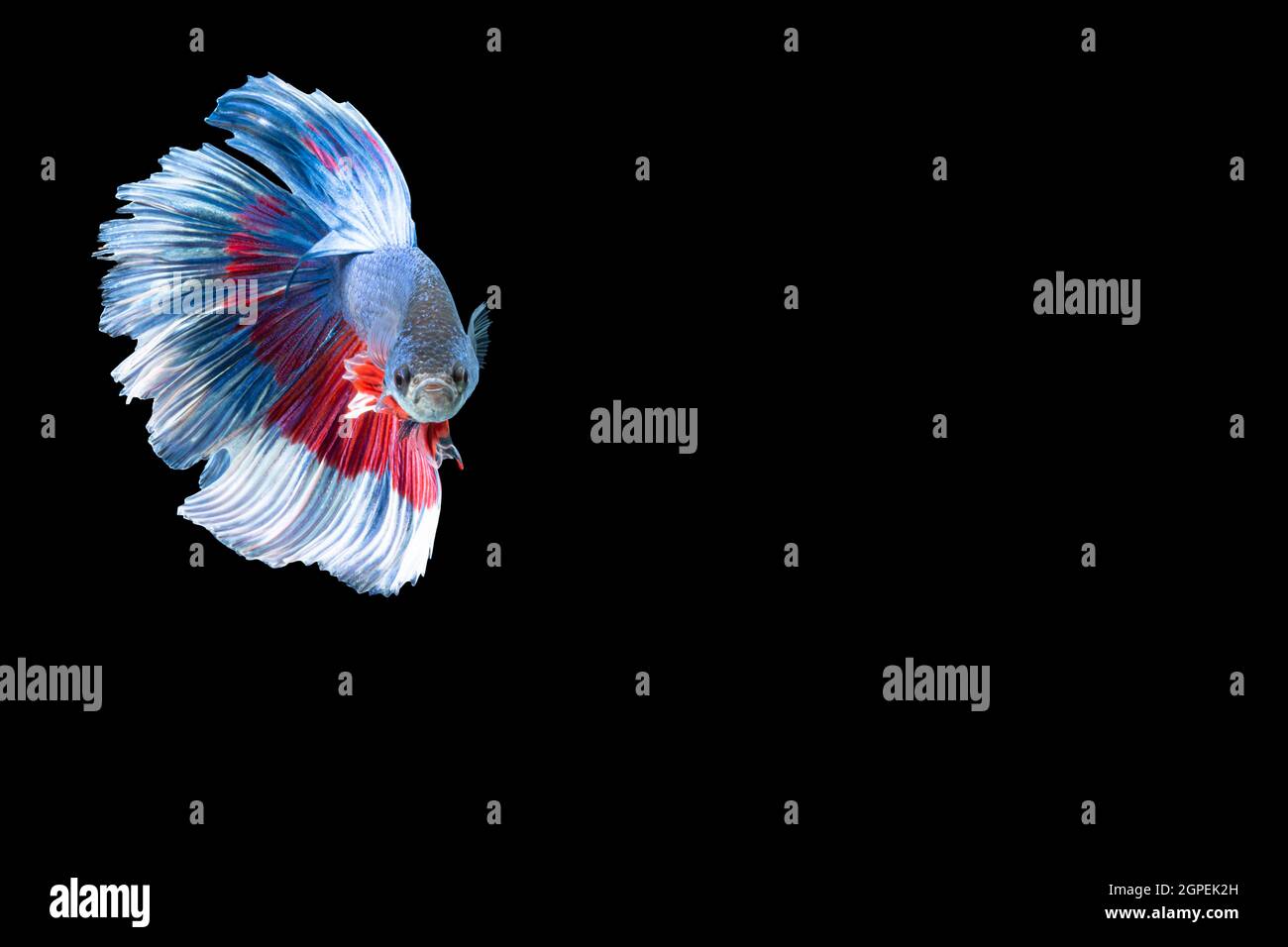 Close-up moment fish betta halfmoon blue red stripes black background ...