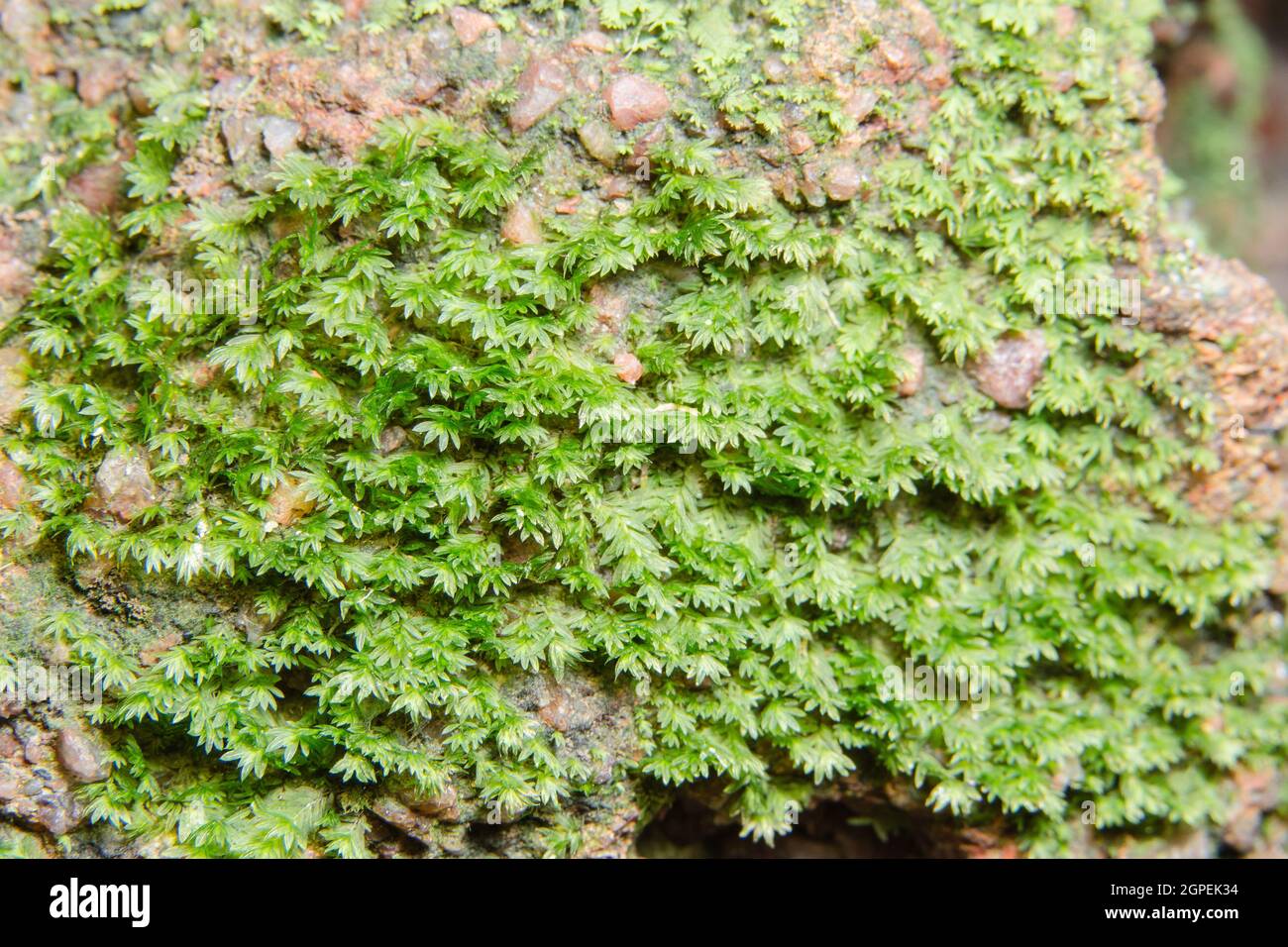 Close up the moss Stock Photo - Alamy