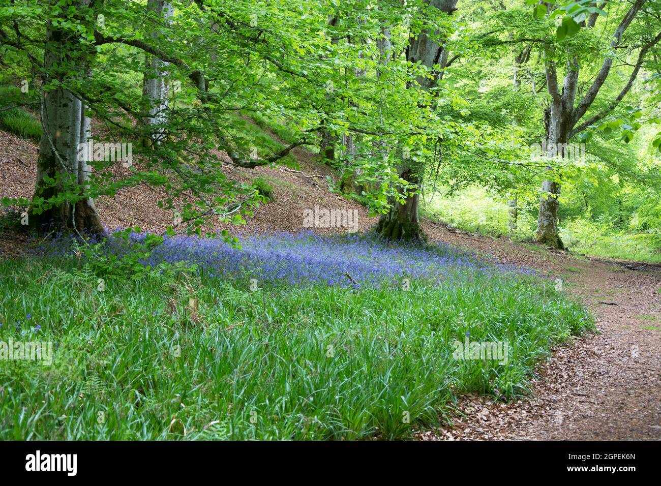 Bluebells no trees hi-res stock photography and images - Alamy