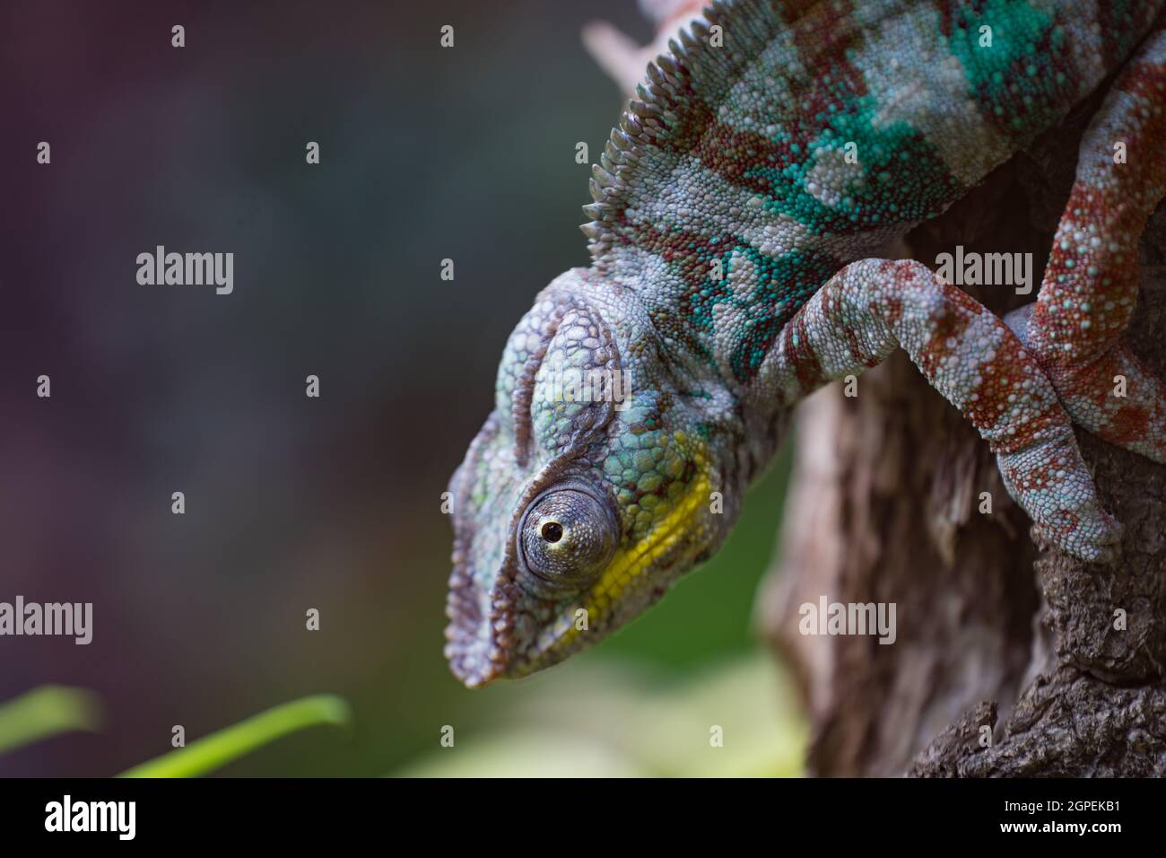 Resting chameleon hi-res stock photography and images - Alamy