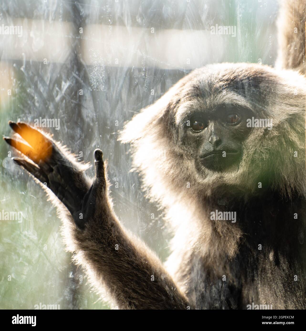 Gibbon waving through a window with highlight on his fingers Stock ...
