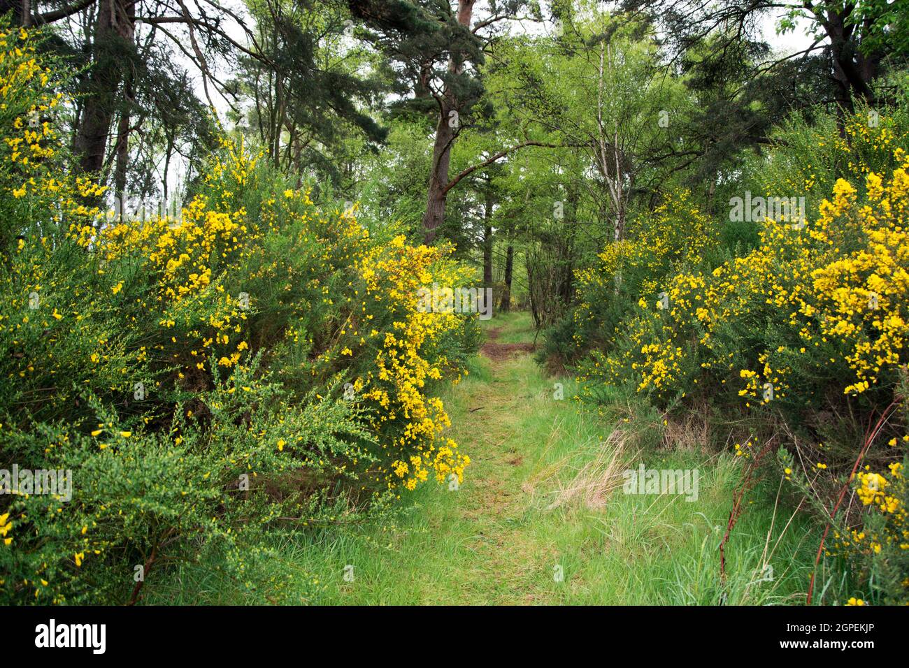 Secret woodland path through bushes and trees Stock Photo - Alamy