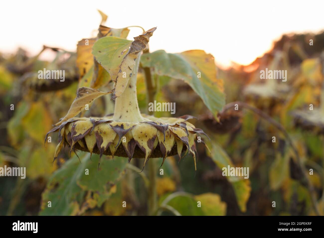 Dried sunflower field at sunset Stock Photo - Alamy