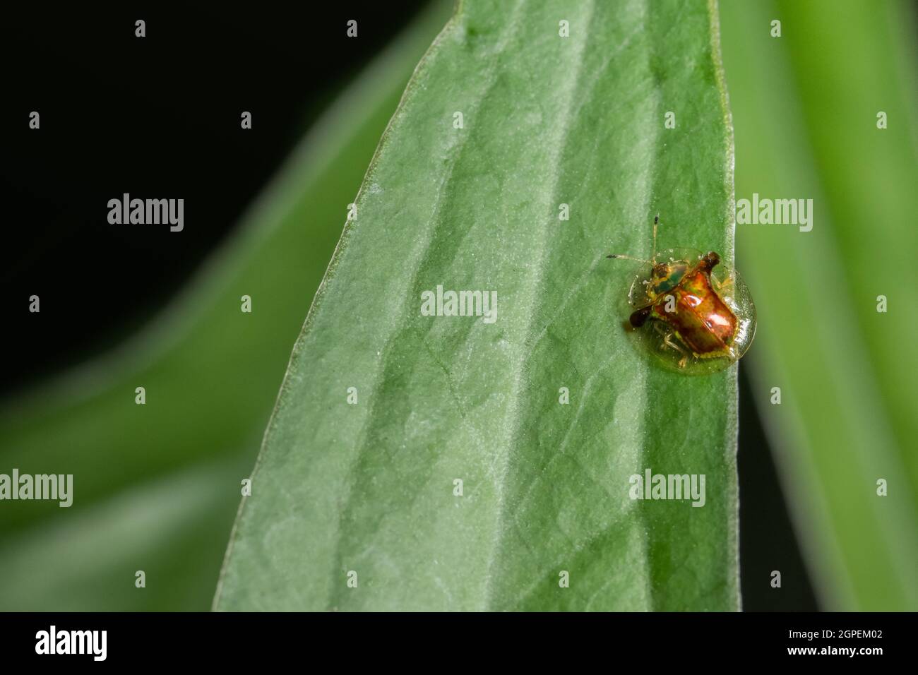 Ladybug on the leaf Stock Photo - Alamy