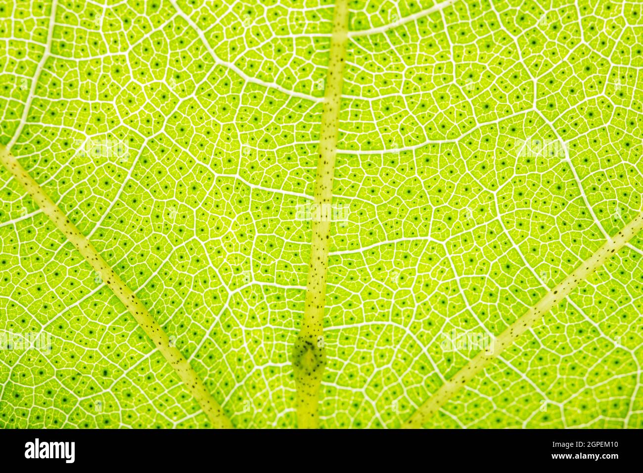 Background pattern of leaf Stock Photo - Alamy
