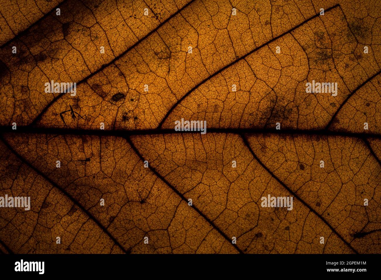 Macro background, dried leaf pattern Stock Photo - Alamy