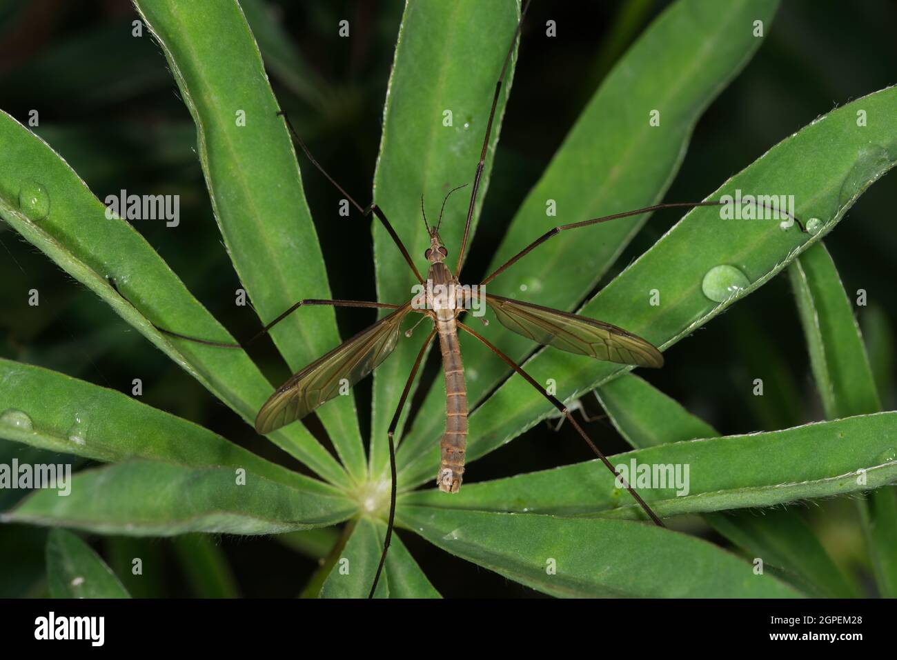 Crane fly insect hi-res stock photography and images - Alamy