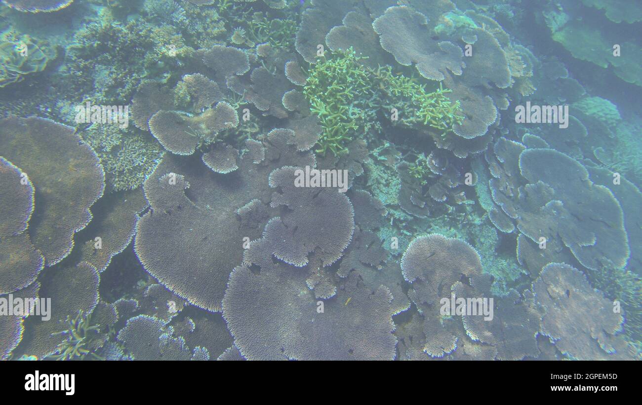 Underwater view of corals in shallow water reef under visible sunlight ...