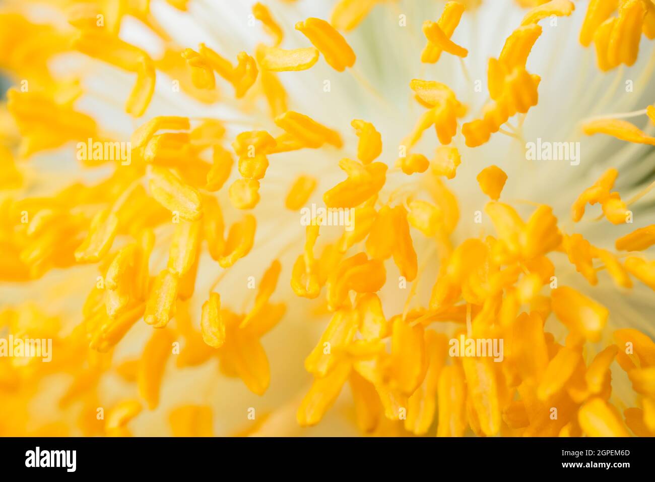 Macro pollen background Stock Photo - Alamy