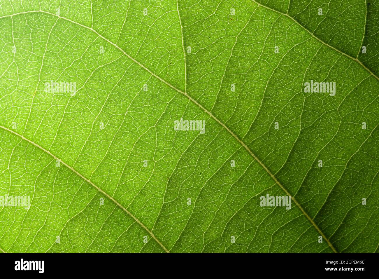 Macro leaf pattern background Stock Photo - Alamy