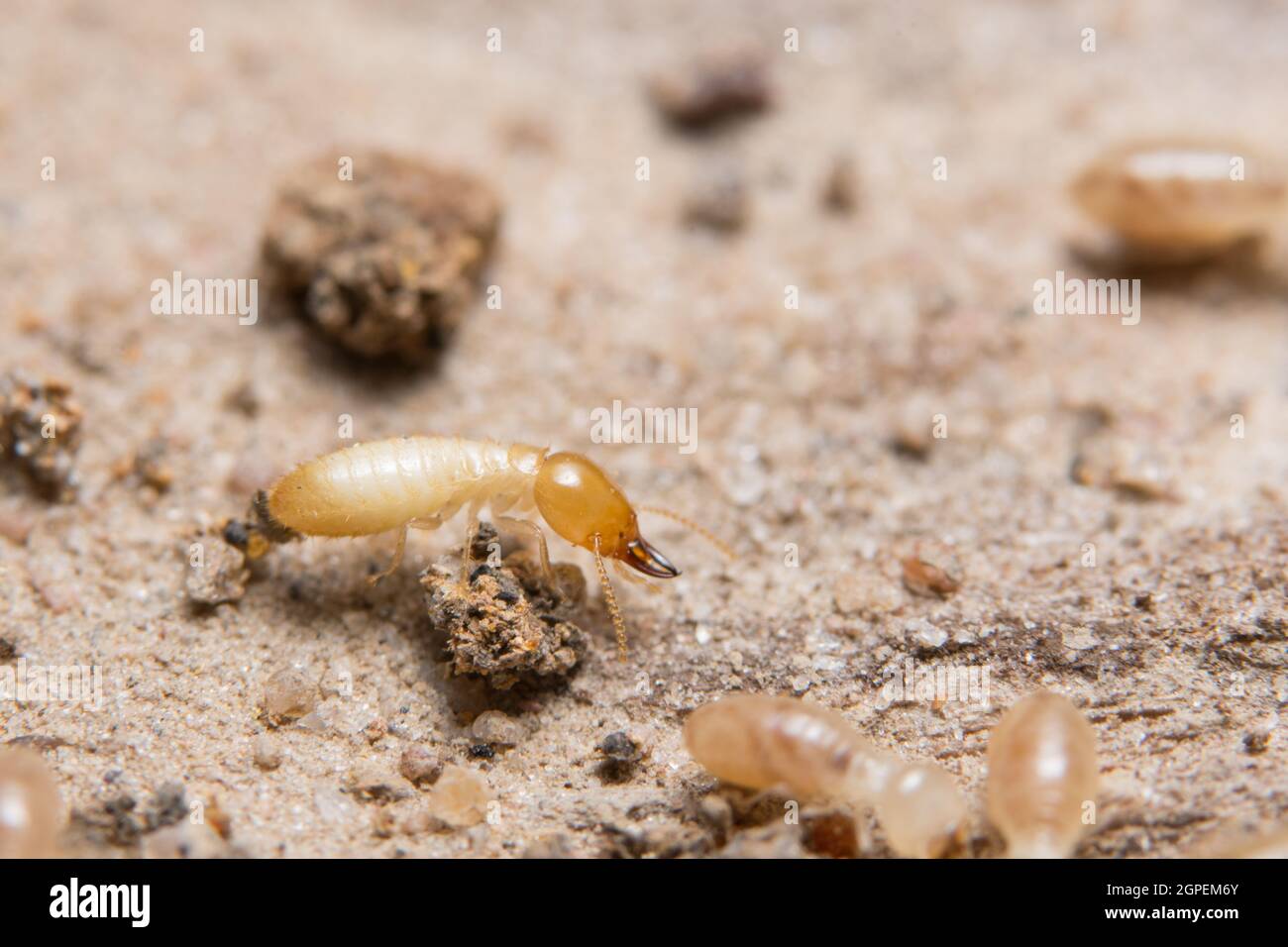 Macro termites are feeding Stock Photo - Alamy