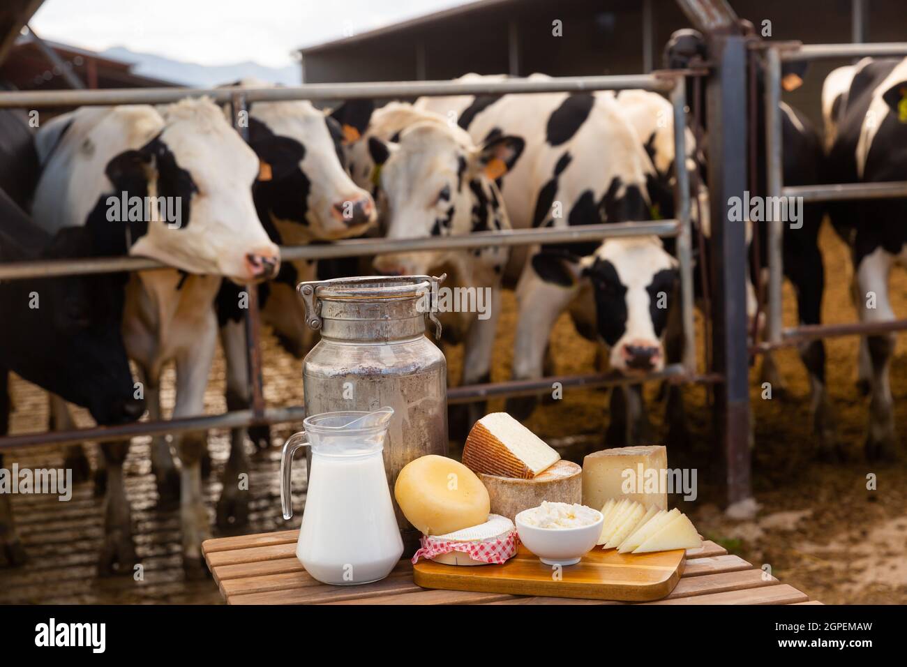 Image of dairy products on the farm Stock Photo - Alamy