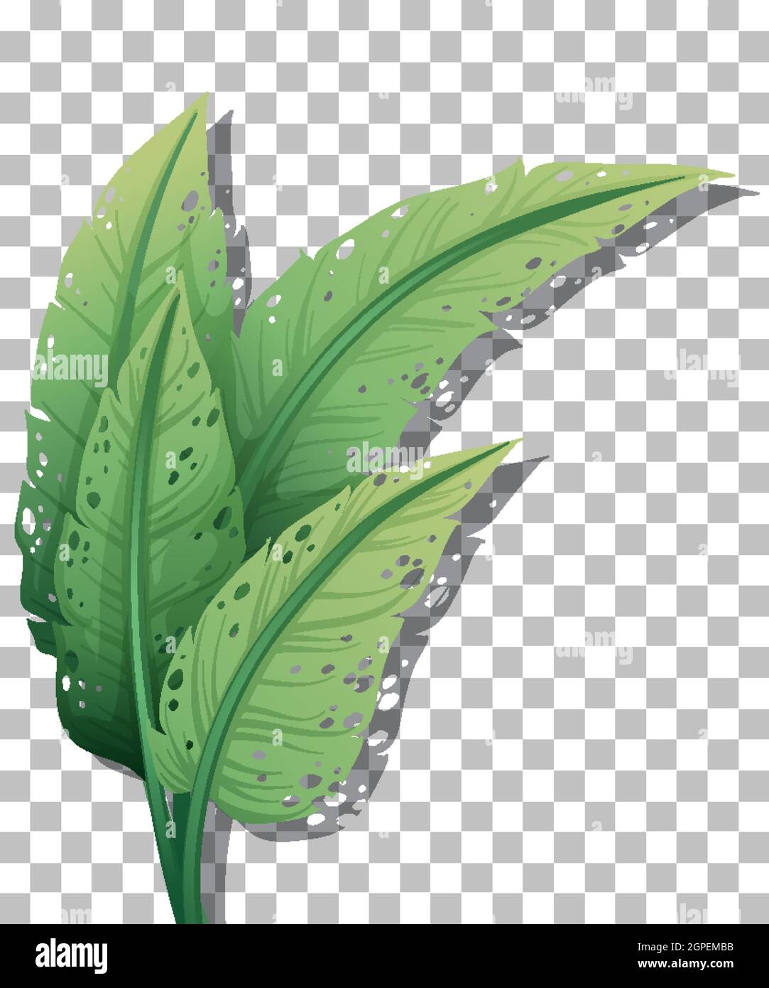 Tropical plant on transparent background illustration Stock Vector ...