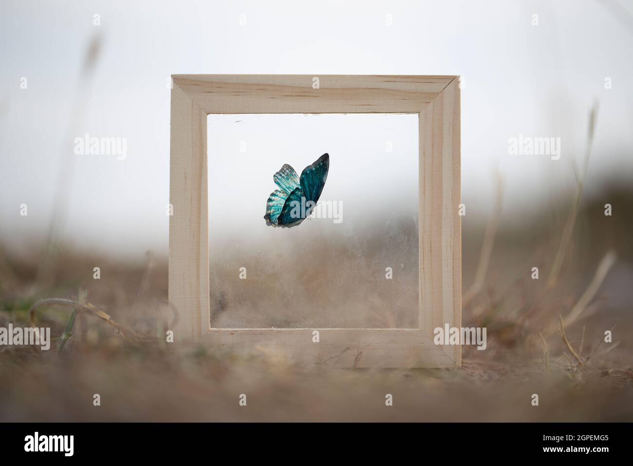 beautiful butterfly framed in the middle of nature Stock Photo - Alamy