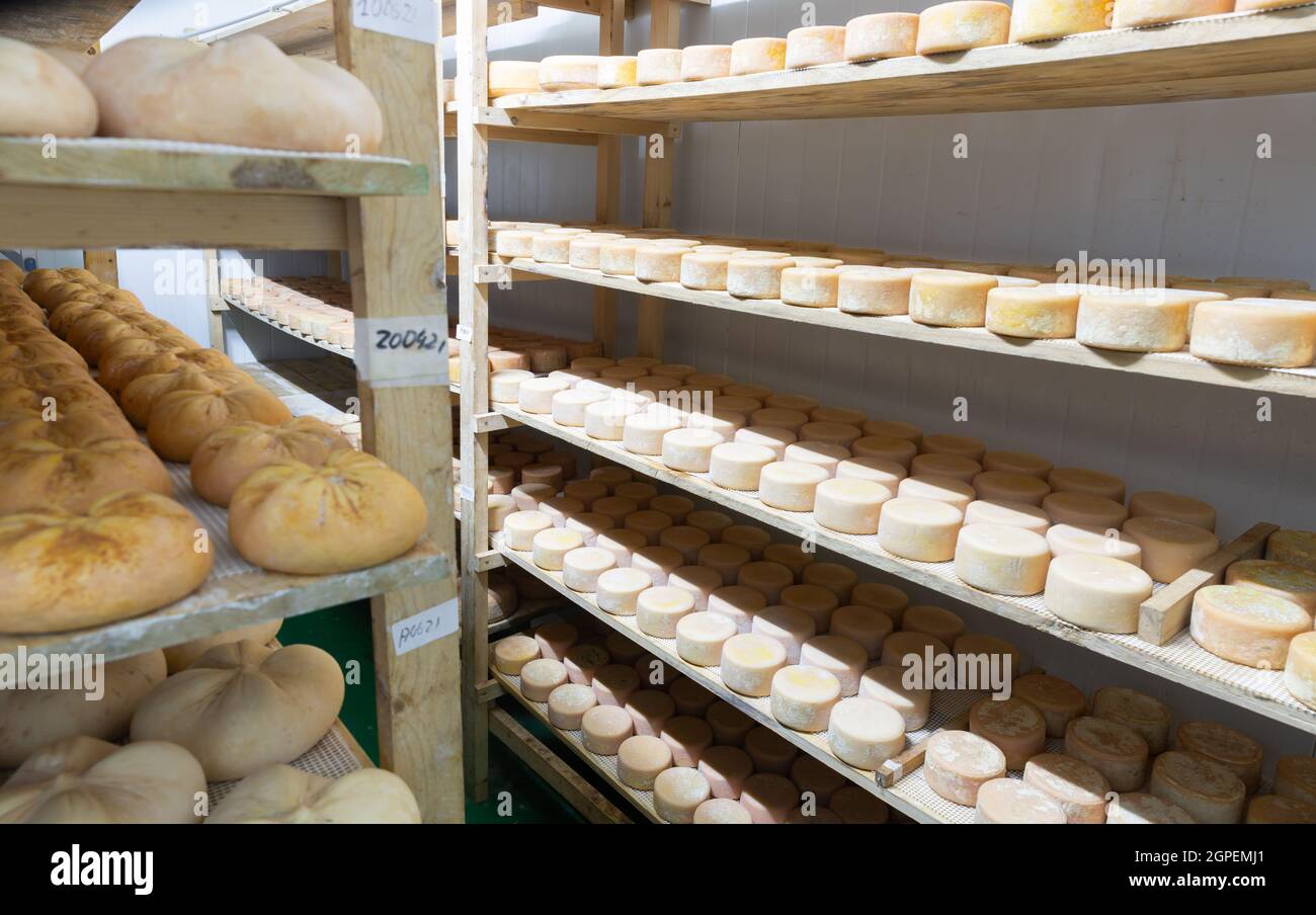 Cheese factory production shelves with aging cheese. Numbers on white ...