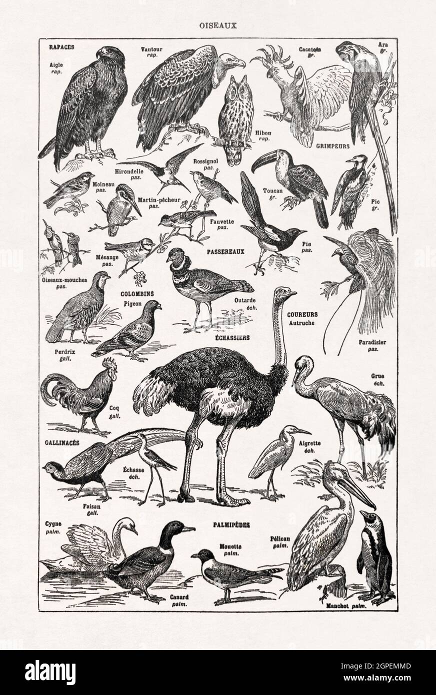 Old illustration about birds printed in the french dictionary ...