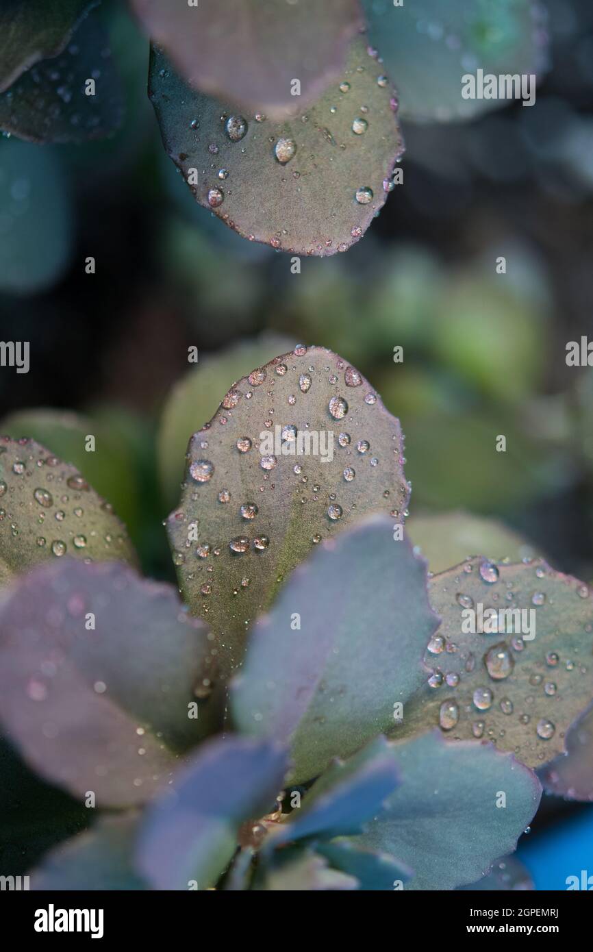 Plants with water droplets Stock Photo - Alamy