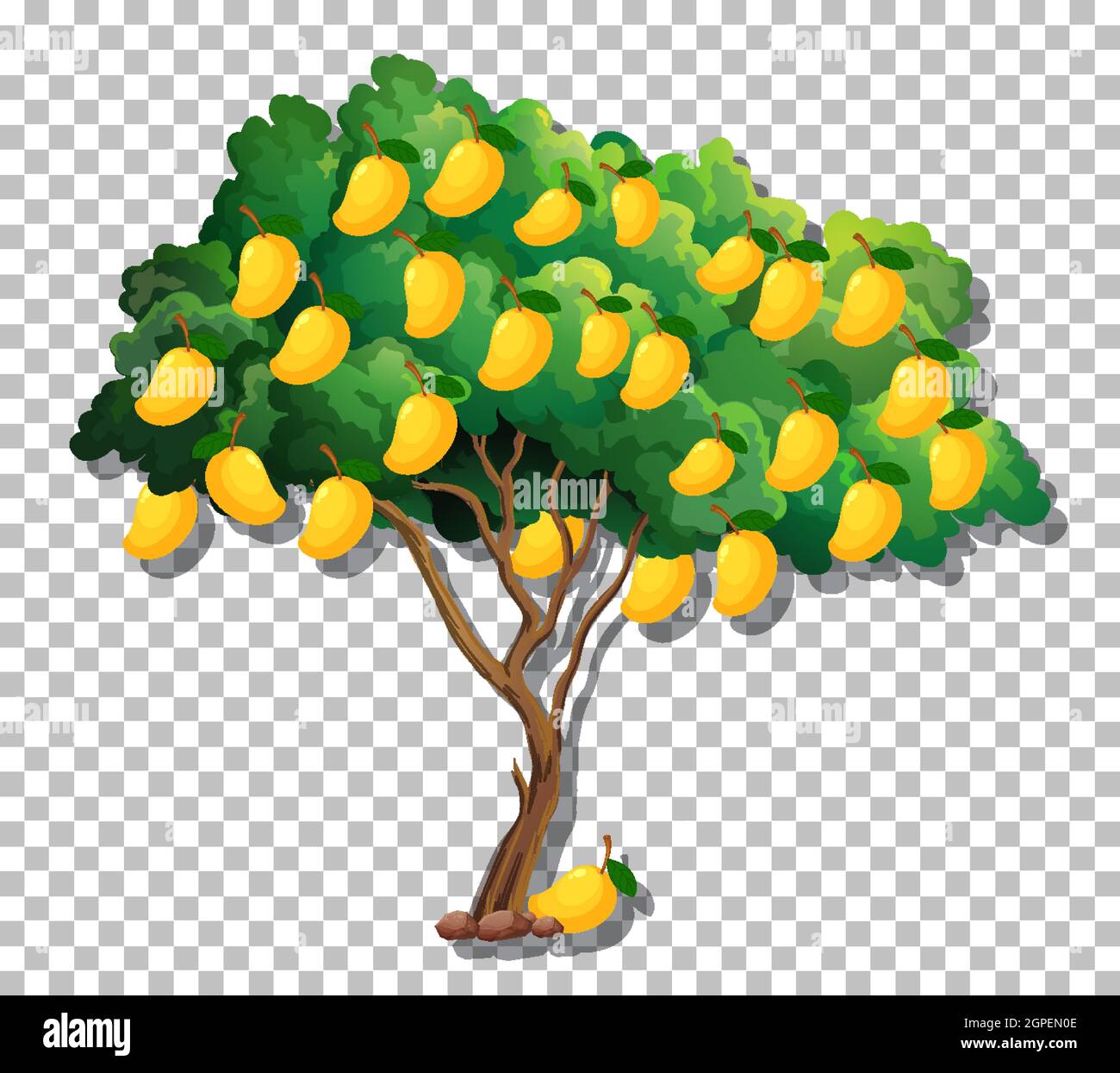 Mango tree on transparent background illustration Stock Vector Image ...
