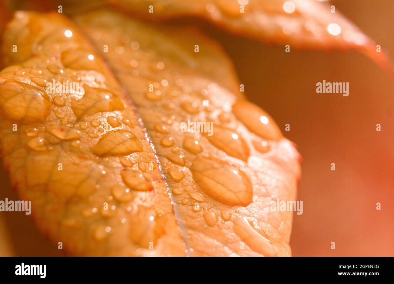 Drops on autumn leave hi-res stock photography and images - Alamy