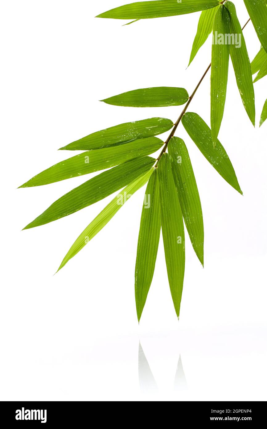 Fresh bamboo leaves border with water drop isolated on white background ...