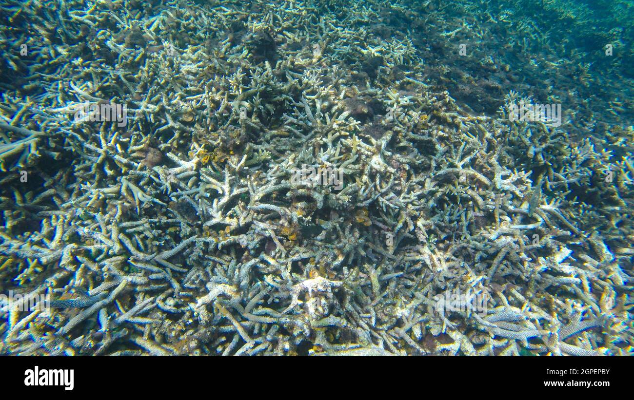 Underwater view of corals in shallow water reef under visible sunlight ...