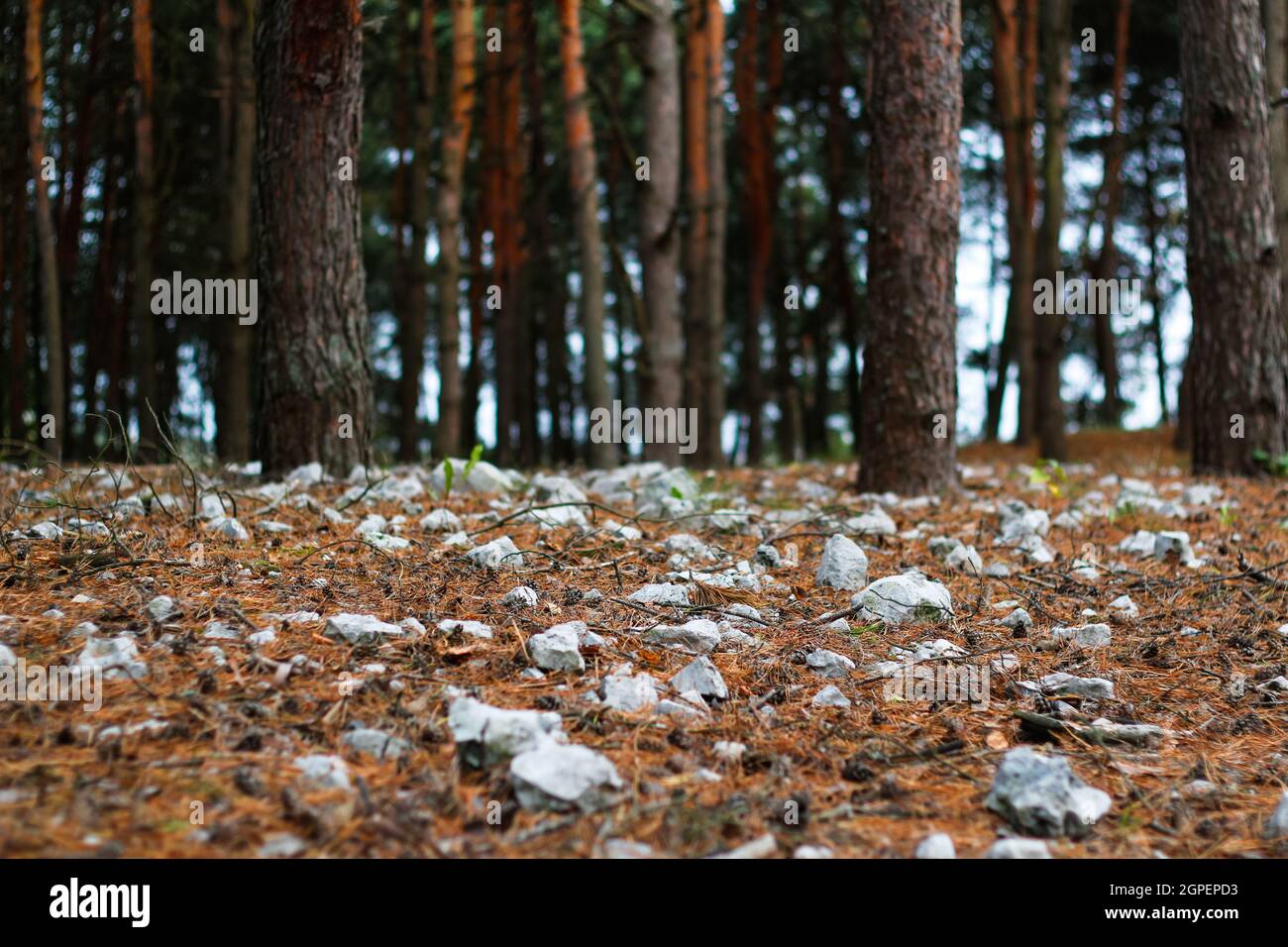 Defocus many fur and pine tree trunk growing on forest floor of crushed ...