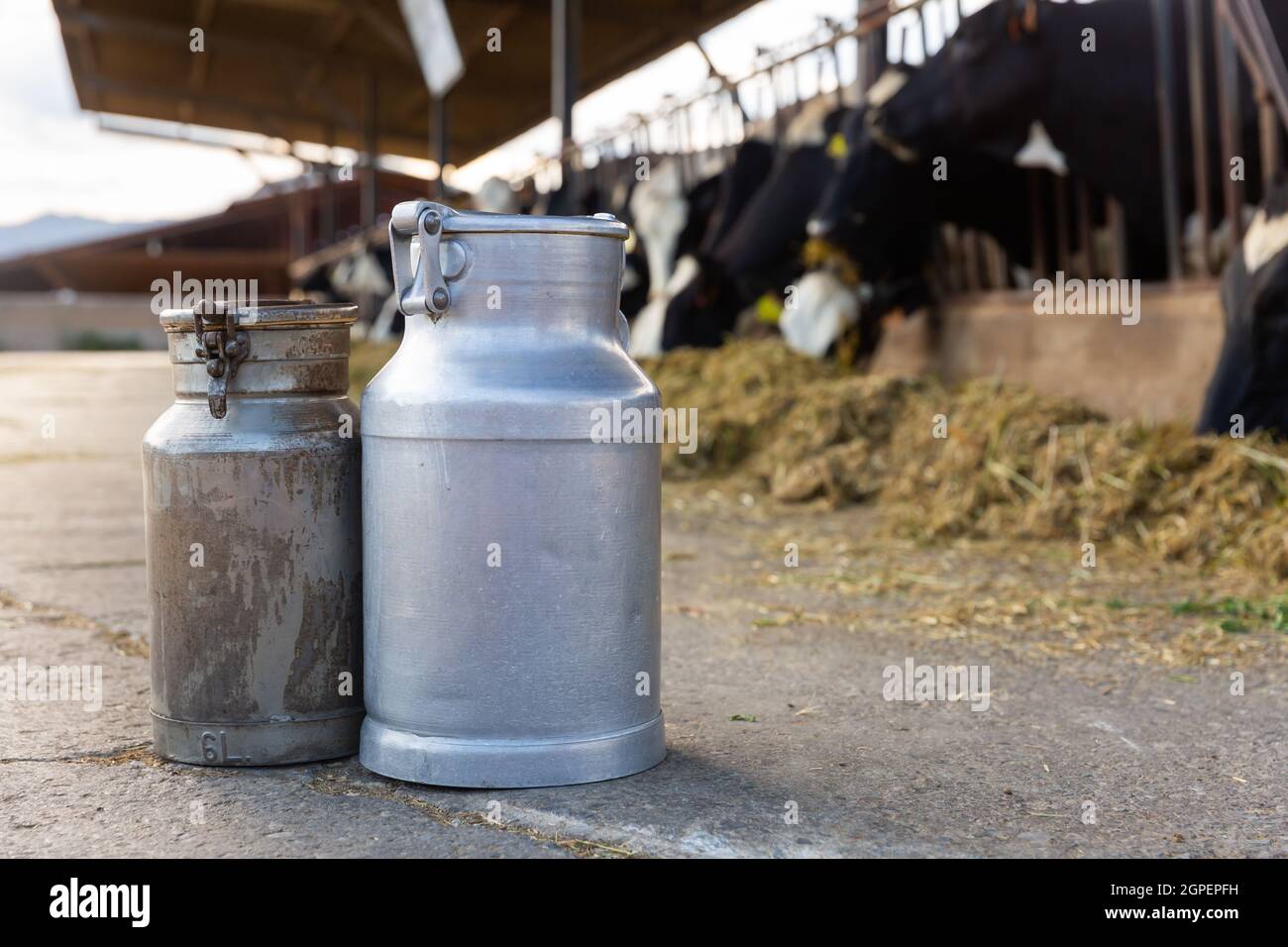 Aluminum milk cans standing outdoors in open cowshed Stock Photo - Alamy