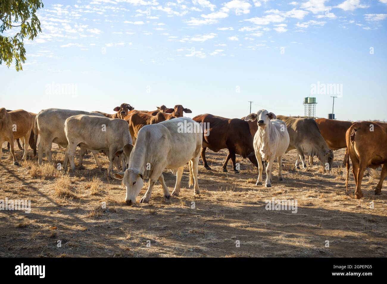 Droughtmaster Cattle