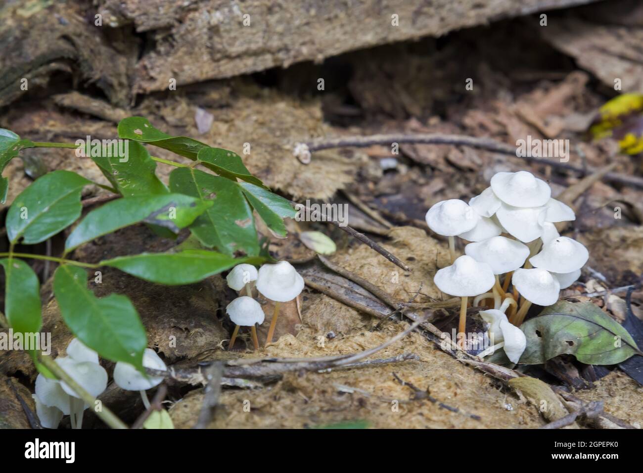Small white fungi on forest floor Stock Photo - Alamy