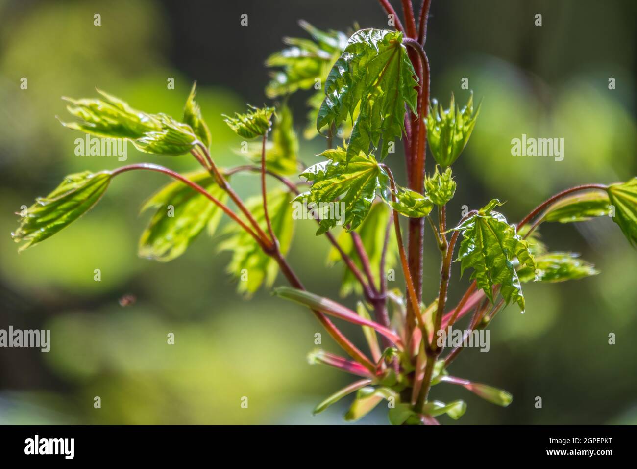 Spring branches of maple tree with fresh green leaves. Spring ...