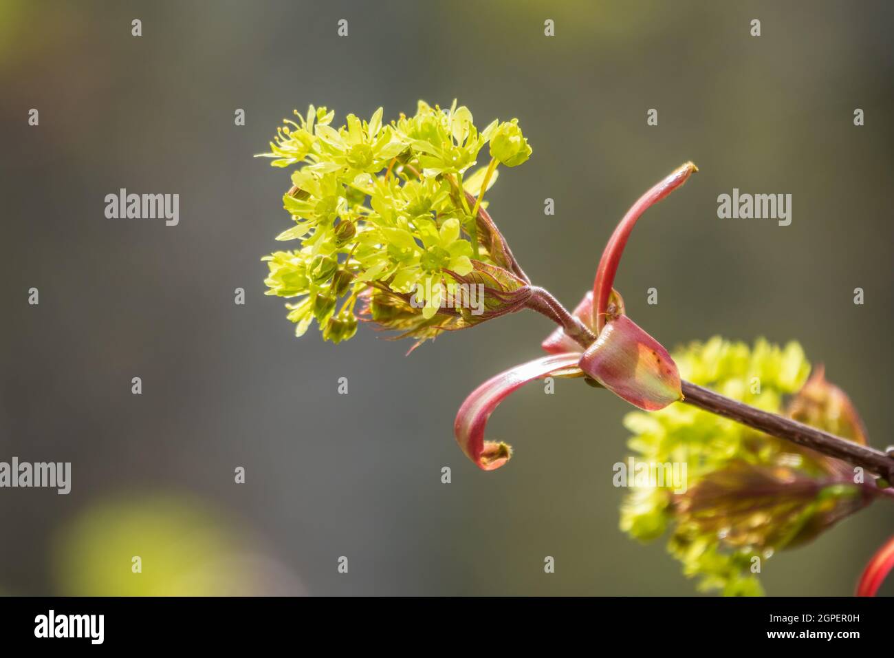 Blooming Norway Maple, Acer platanoides, in beautiful light. Spring ...
