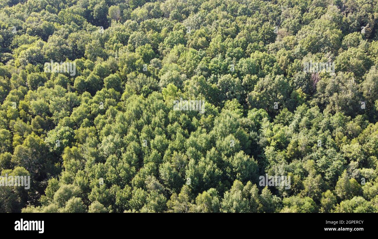 Beautiful dense forest, top view. The tops of a variety of trees Stock ...