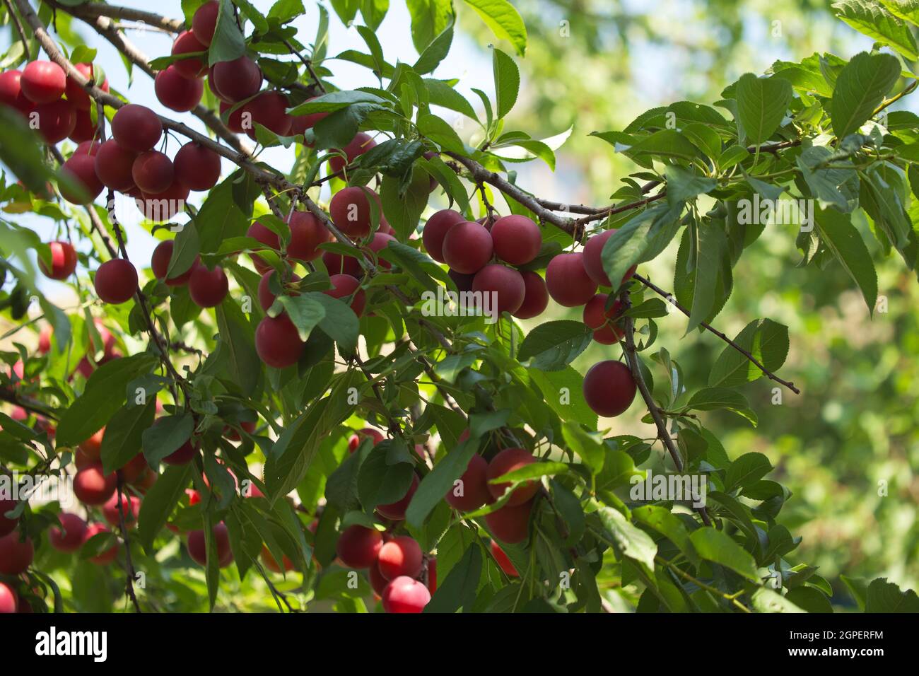 Berries growing tree branch berry fruit hi-res stock photography and ...