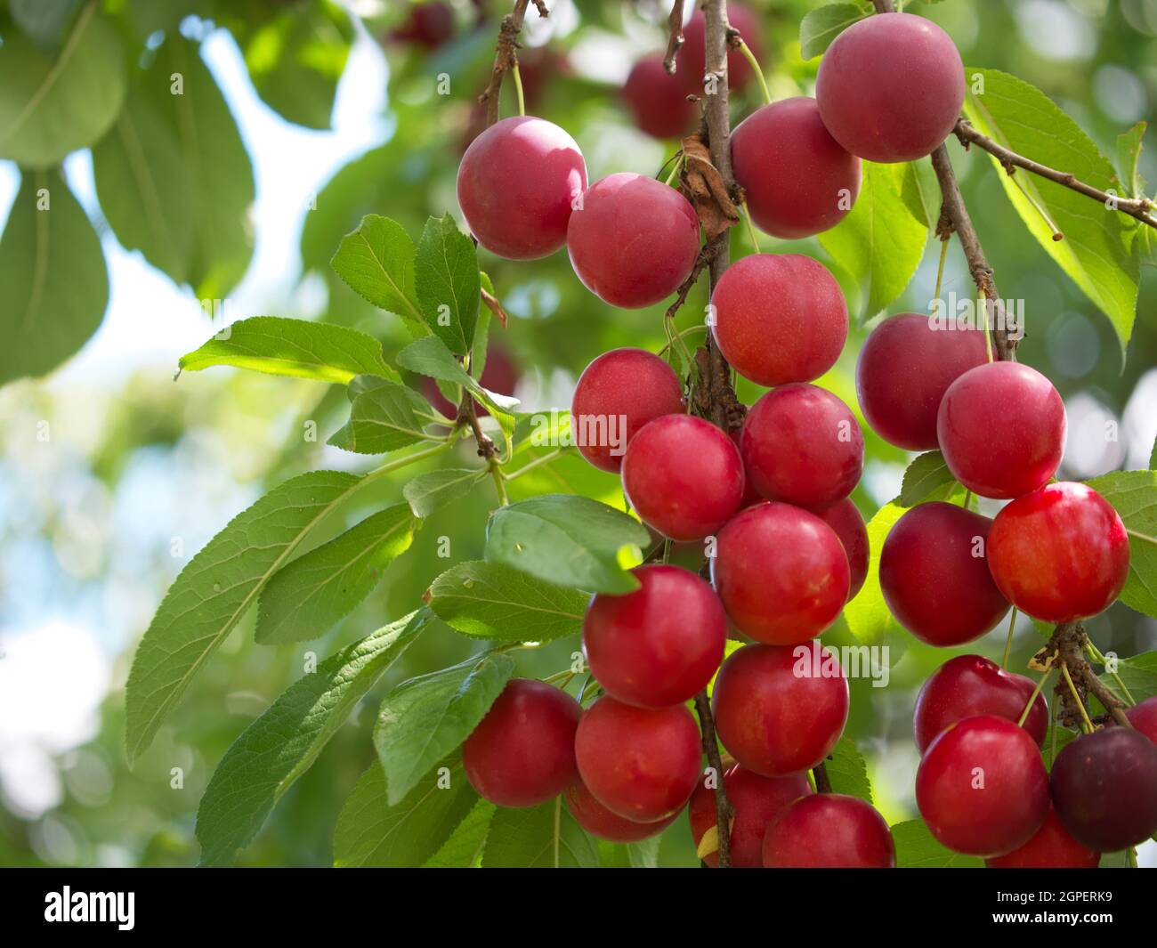 A lot of ripe red cherry plums on a tree branch. A good harvest of ...