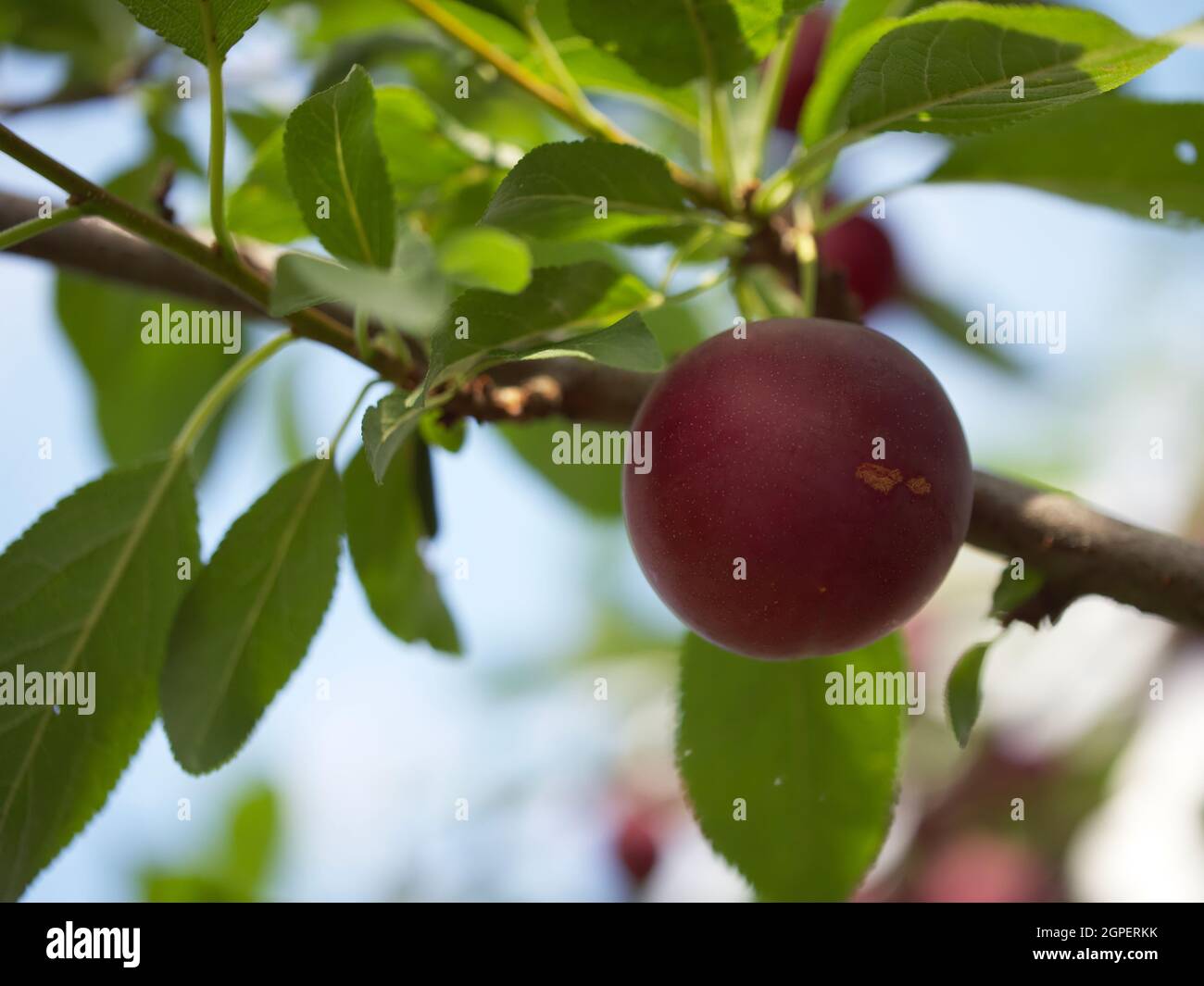 A berry of a ripe red cherry plum on a branch, close-up Stock Photo - Alamy