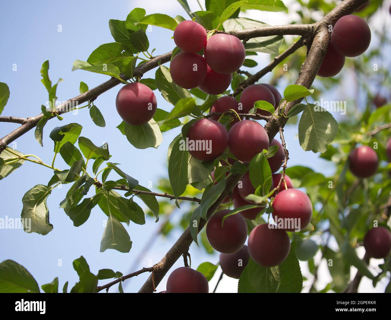 Cherry plum tree hi-res stock photography and images - Alamy