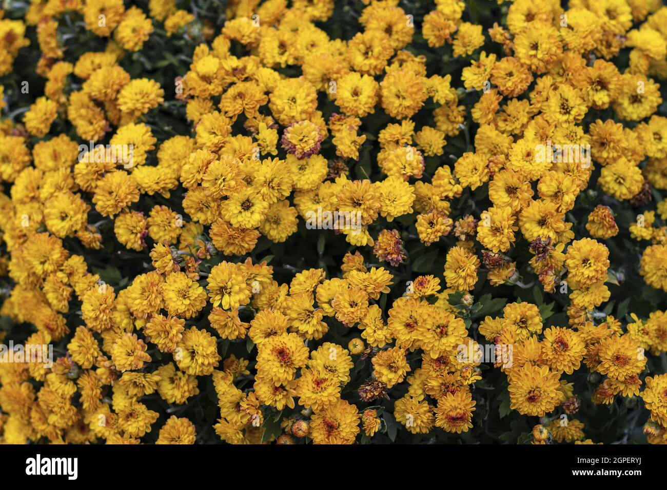 Textured surface of blooming yellow autumn flowers Stock Photo - Alamy
