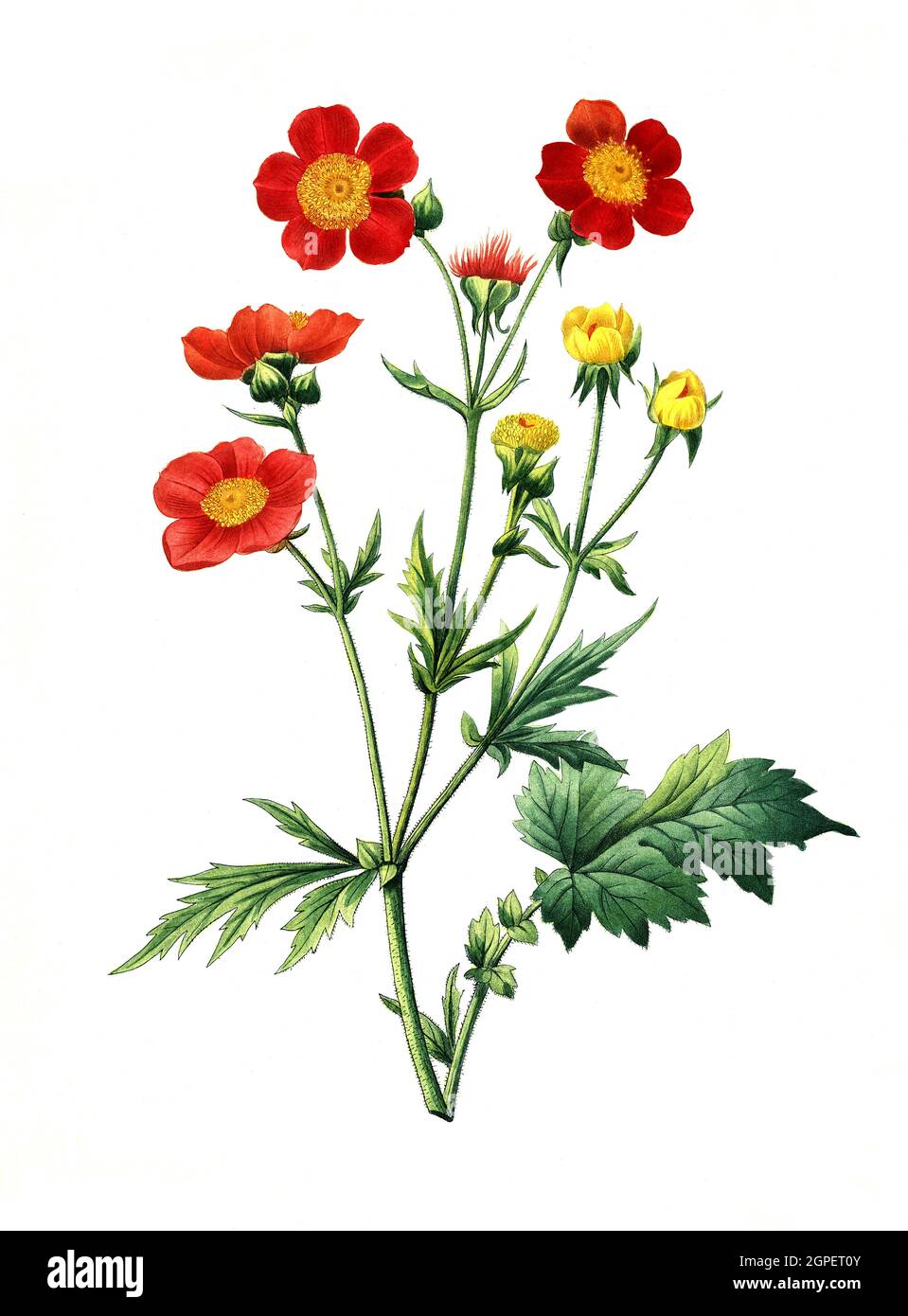 Geum coccineum illustration hi-res stock photography and images - Alamy