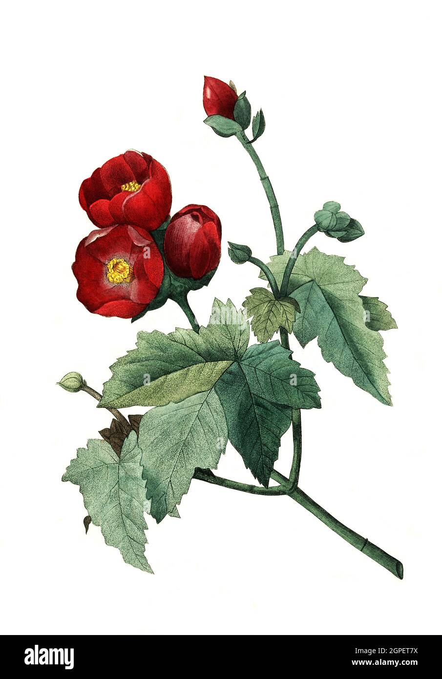 Malve, Malva purpurea / flowering mallow plant, Malva purpurea ...