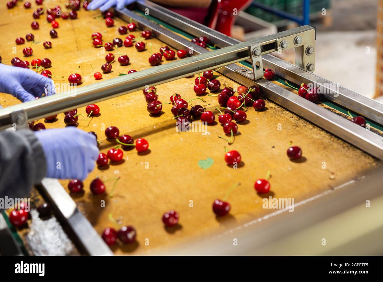 Selecting and sorting berries Stock Photo - Alamy