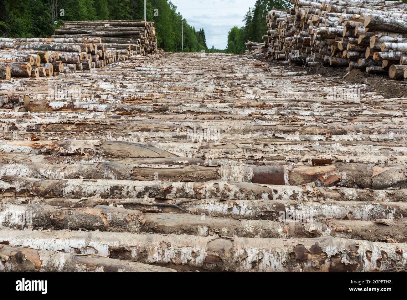 Birch log road in the forest. birch tree bridge made on a muddy road ...